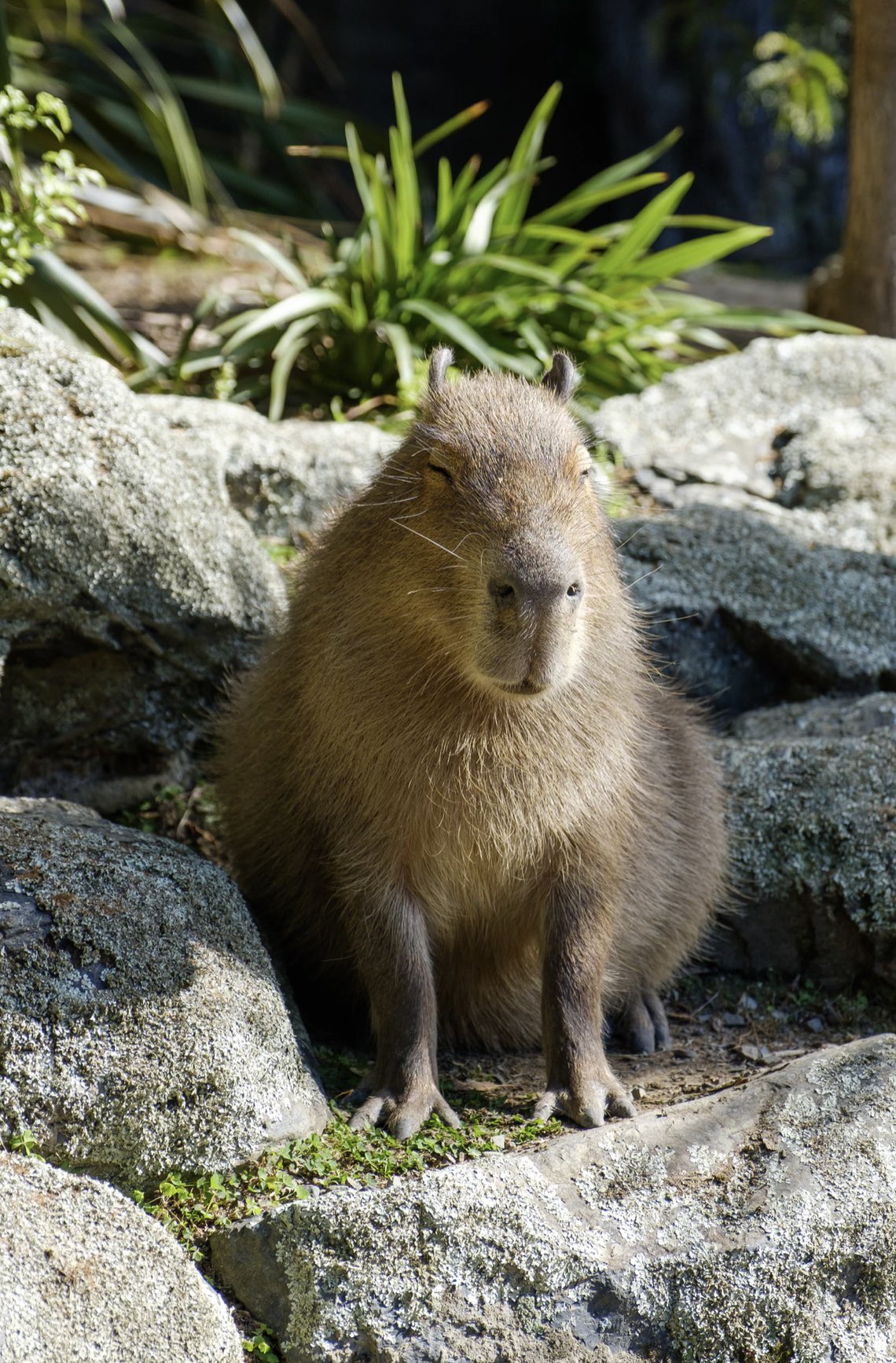 Clara The Capybara