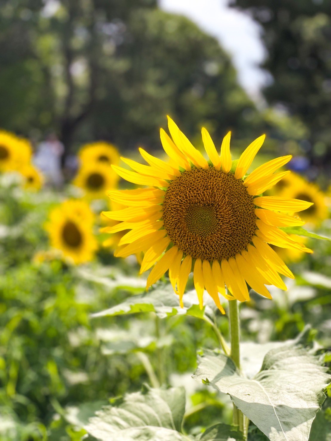 周 🧸 amane 🎀 RTのRT🚫 on Twitter: "おはようございます☀️ 今日から8月🌻 日々の暑さは辛いけど何だかウキウキ ️ 今日も素敵な1日に🌞🌴🌺 #TLを花でいっぱいに ...