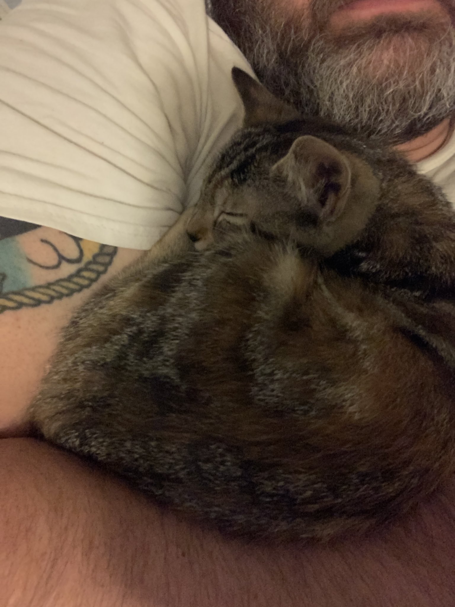 A Human on Twitter: "Tiny snuggle girl https://t.co/YEOX3wBgFU" / Twitter