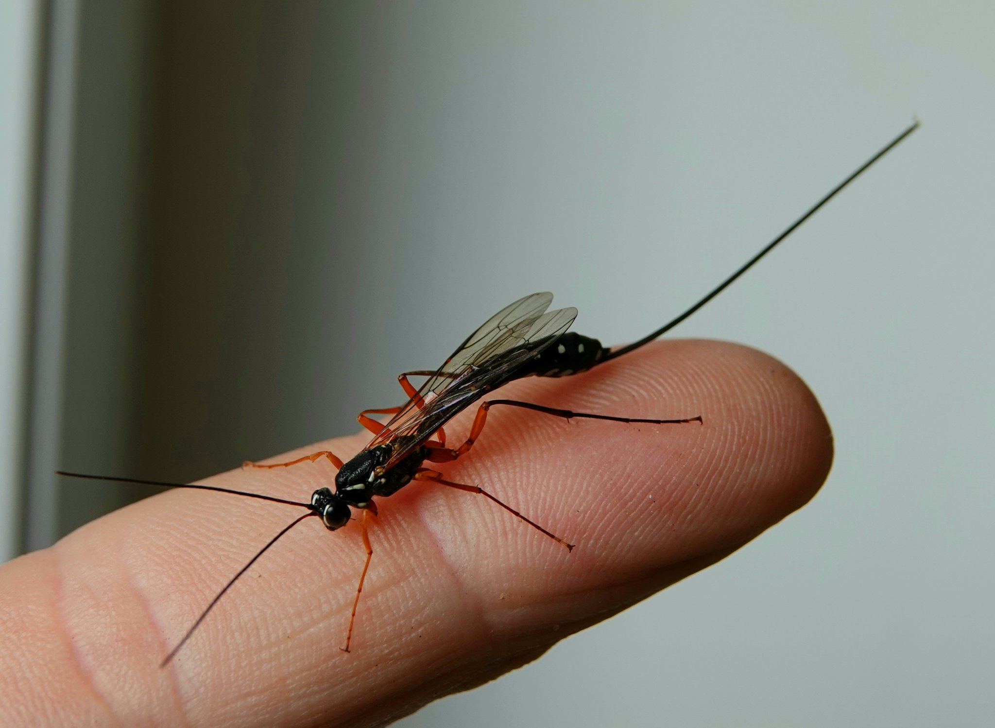 Ichneumon Wasp Sting Humans
