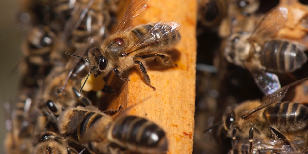 Australia is undergoing an intensive biosecurity response since ...