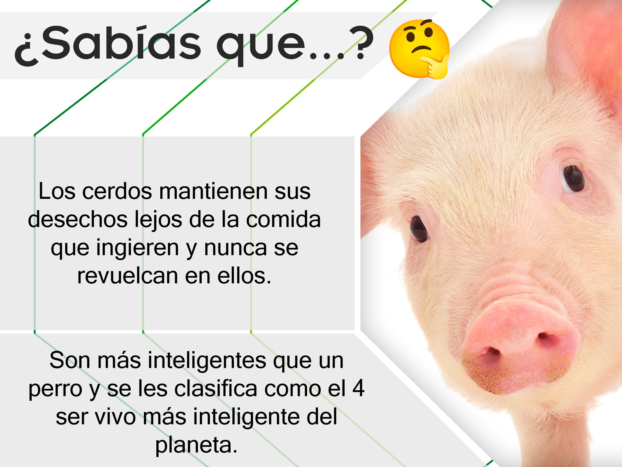Que Es Mas Inteligente Un Cerdo O Un Perro
