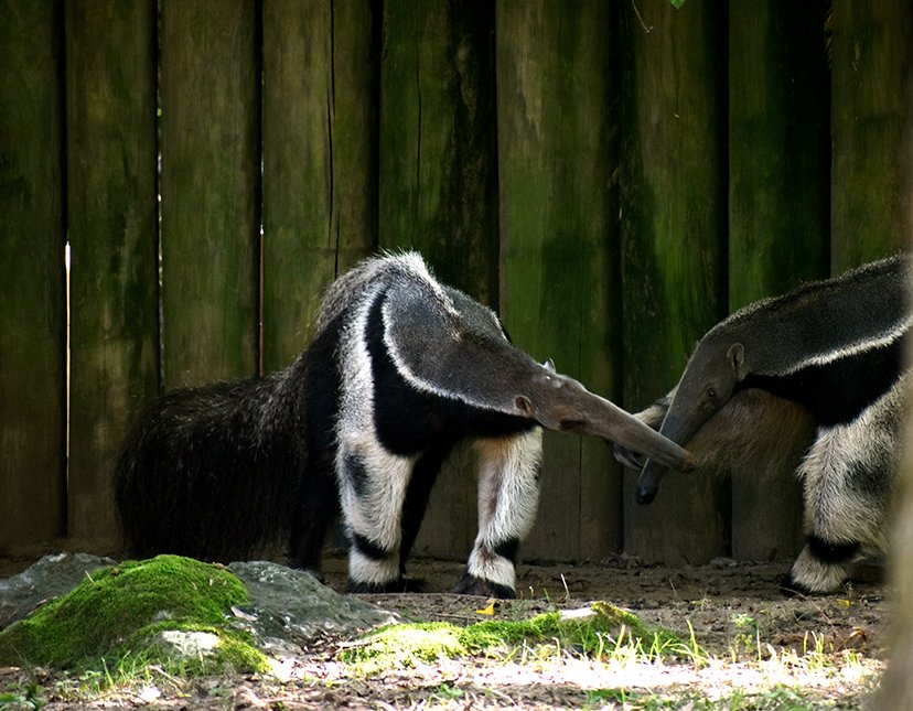 Panda Anteater