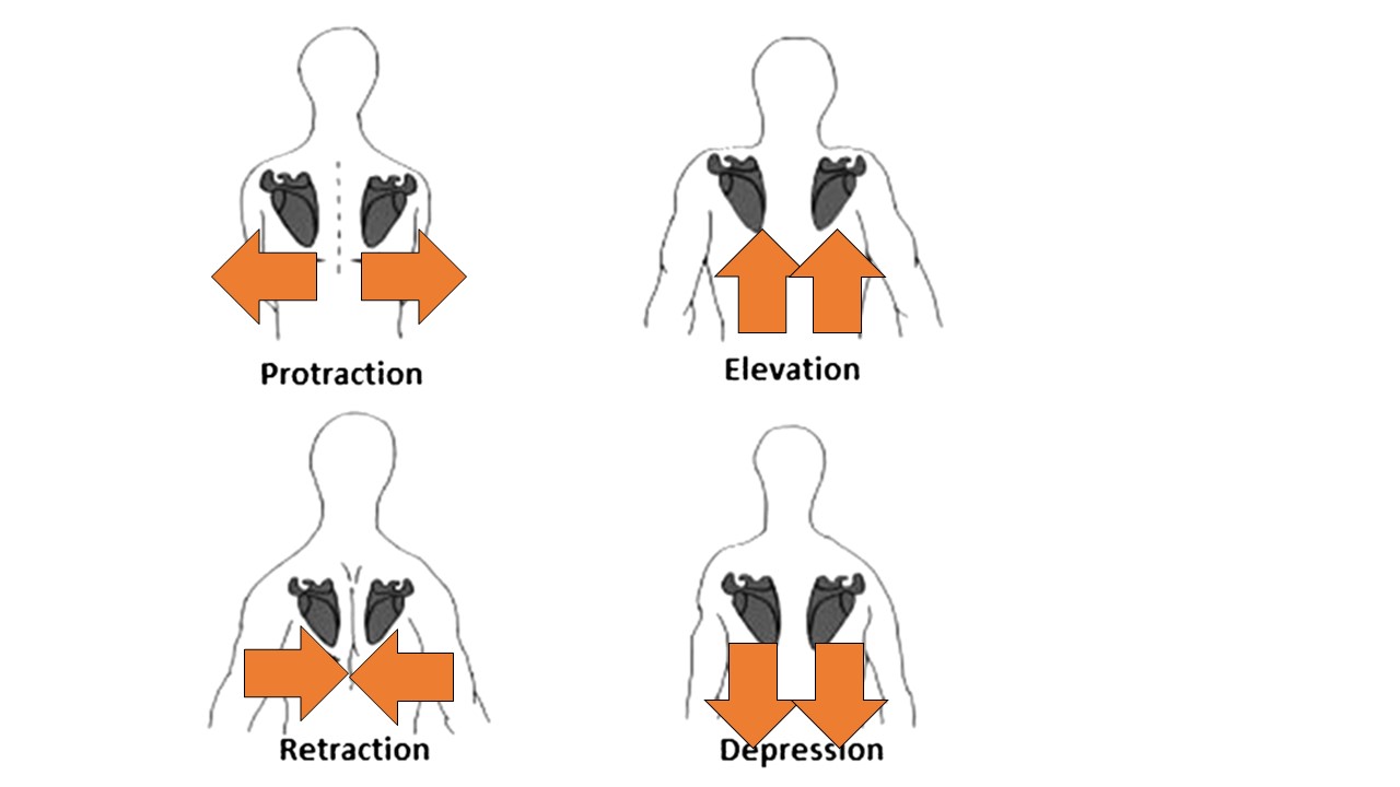 Protraction And Retraction Of Scapula