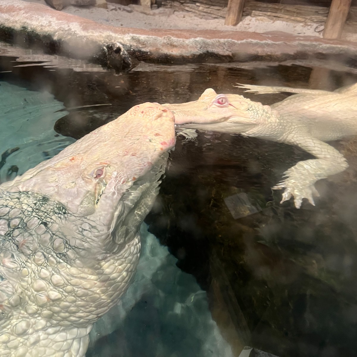 Newport Aquarium On Twitter Kiss Cam 💋📸 Snowball And Snowflake The