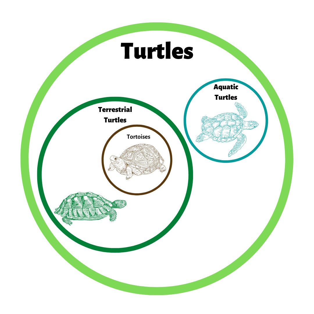 Turtle Animal Diagram
