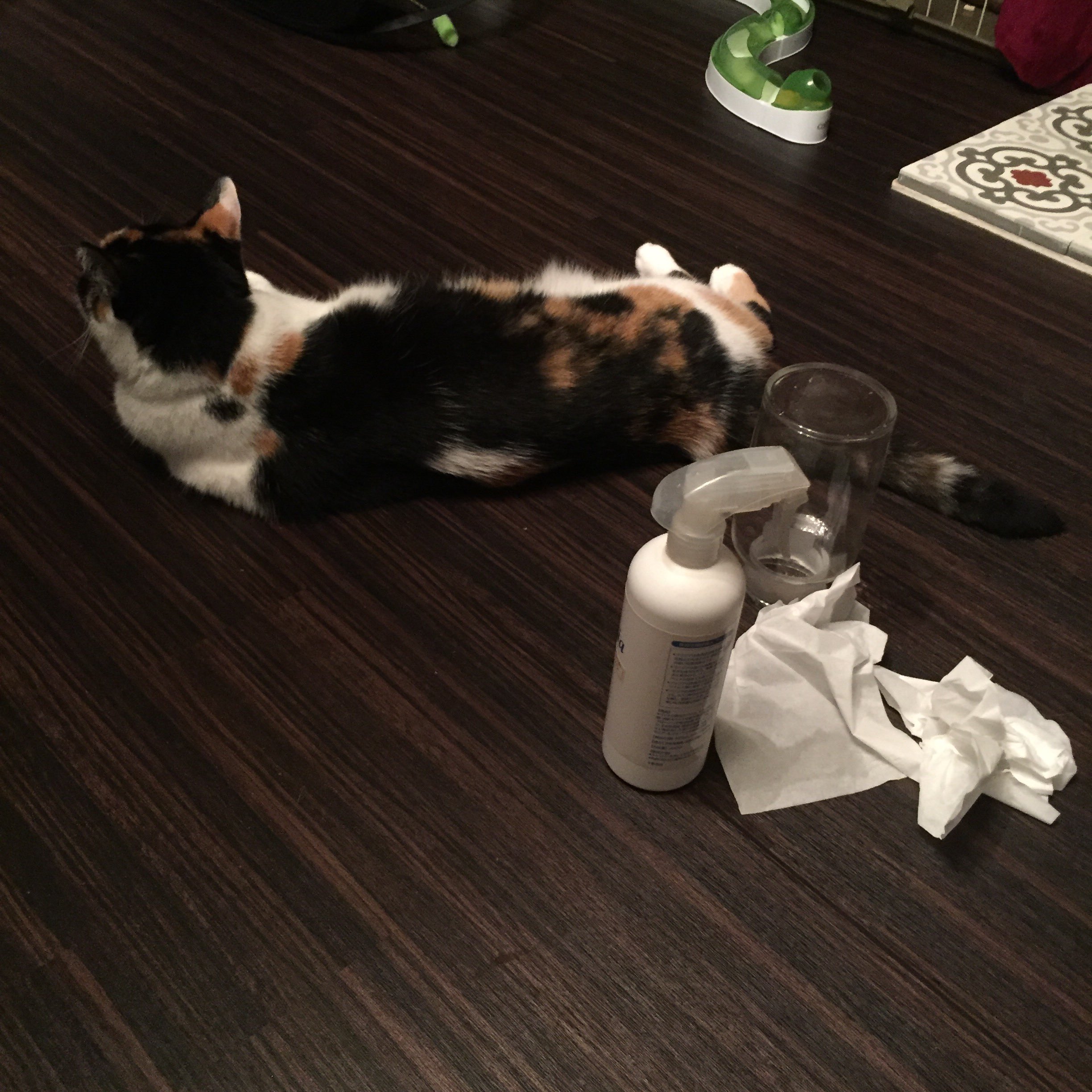 ミカサにゃんの飼い主 On Twitter 夜中ずっと私を守ってくれてくれていたんだなとガチで感動して泣いてます…😭 ただミカサにゃんが