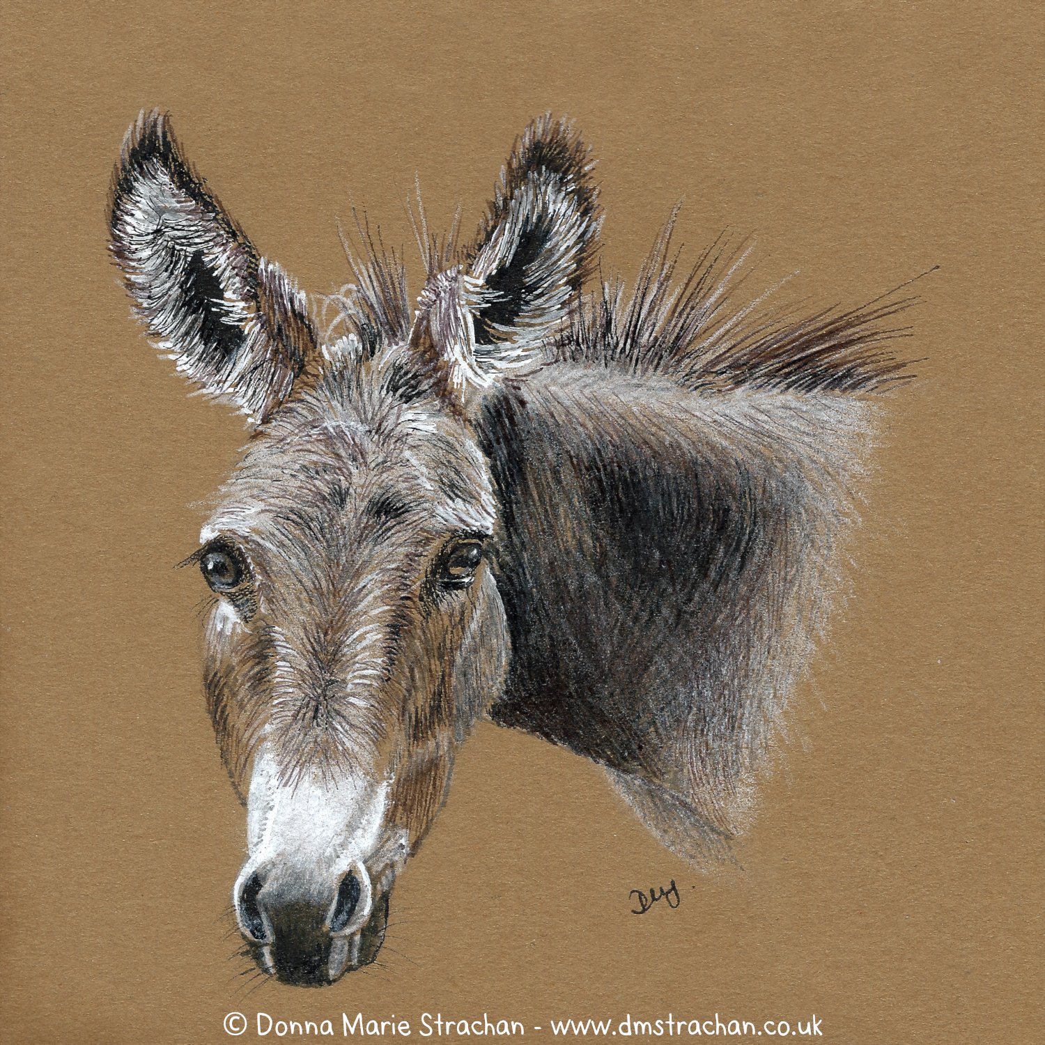 Donkey Drawing