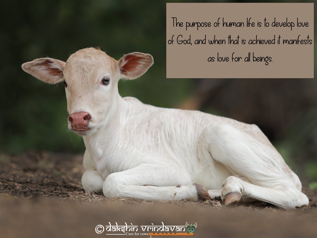 Cow Calf Quotes