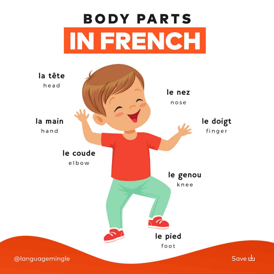 French Body Parts List Learning French