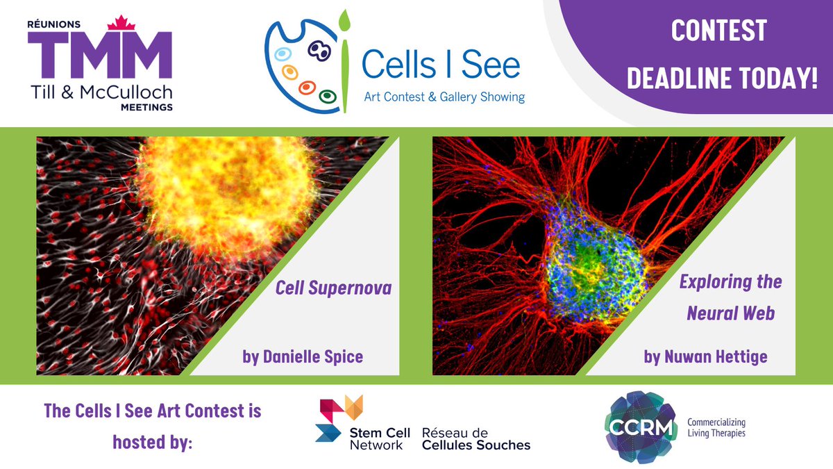 Stem Cell Network