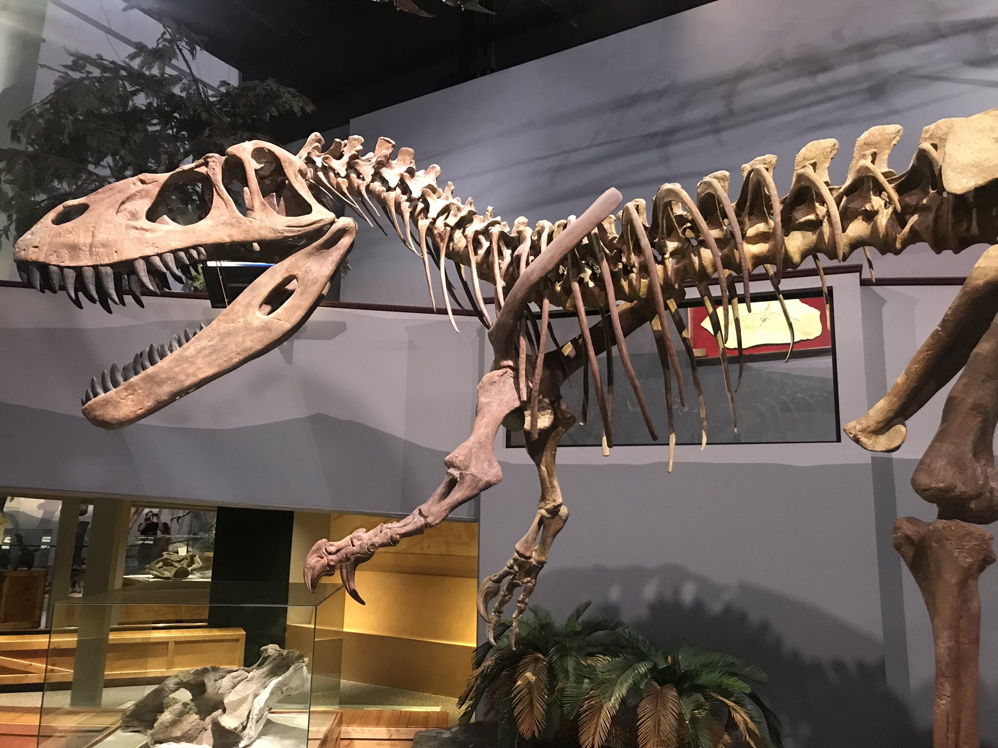 Torvosaurus Skeleton