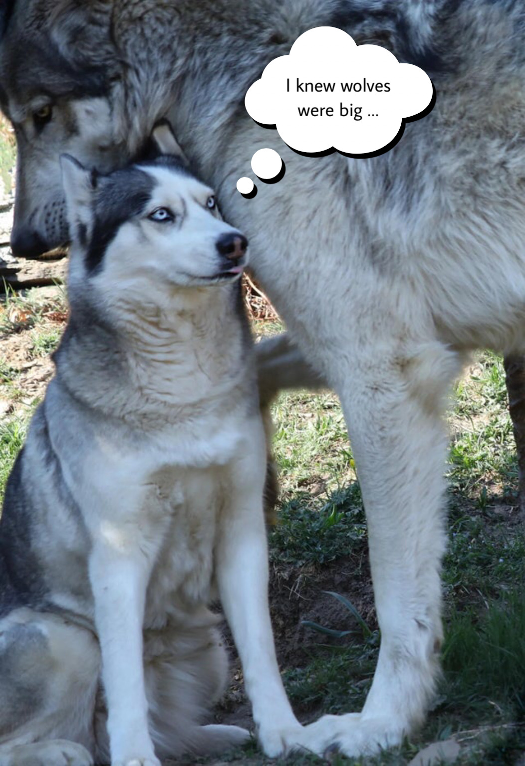 Husky Vs Wolf Difference