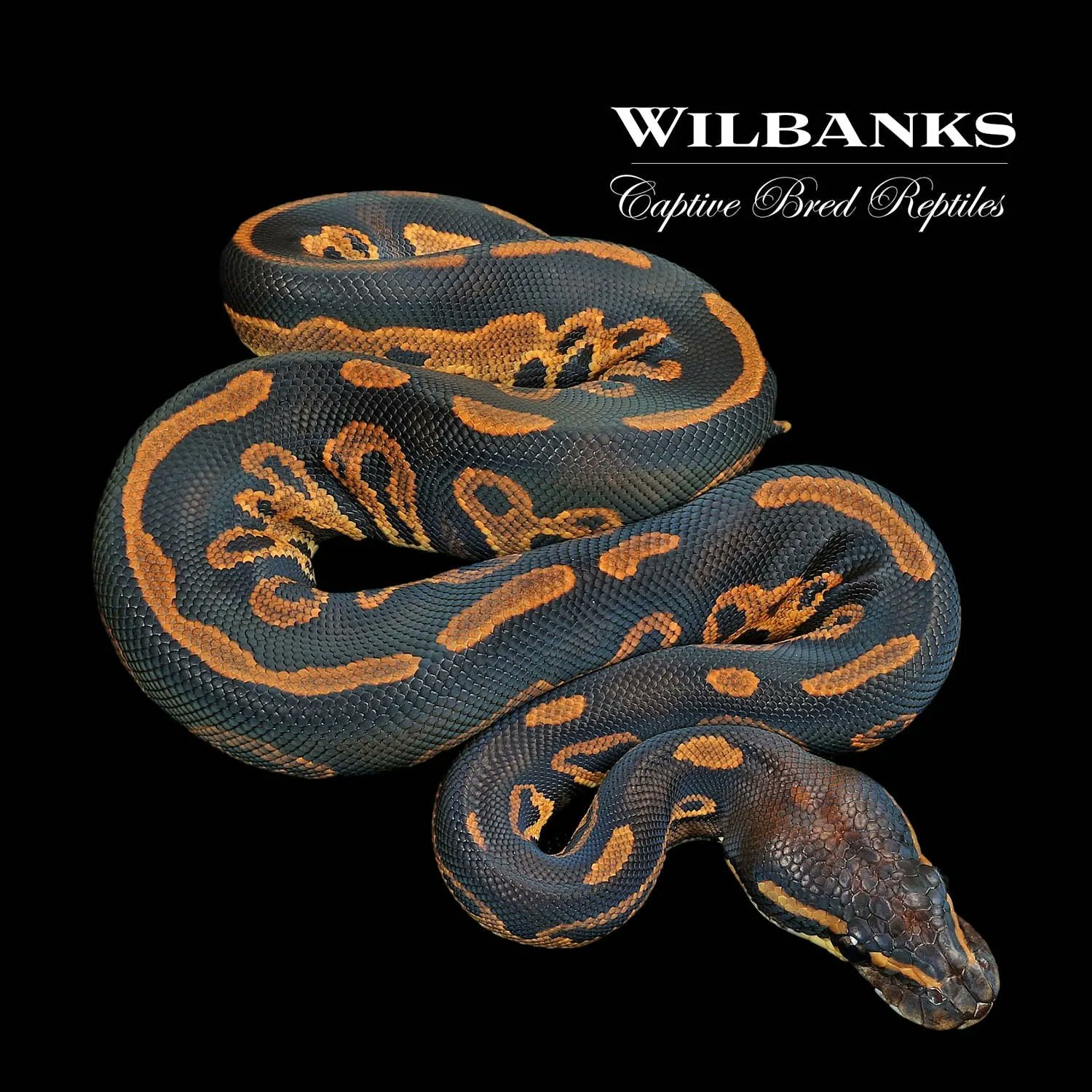 Lavender Albino Ball Python