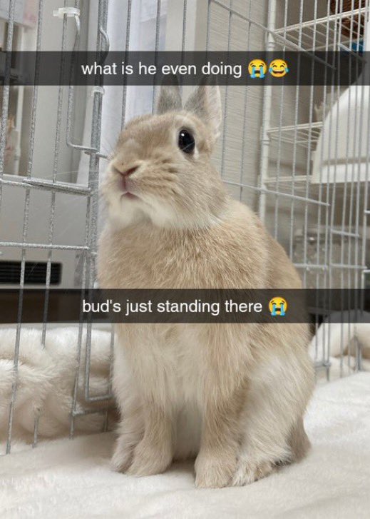 Reactions On Twitter Rabbit Blank Look What Is He Even Doing Buds