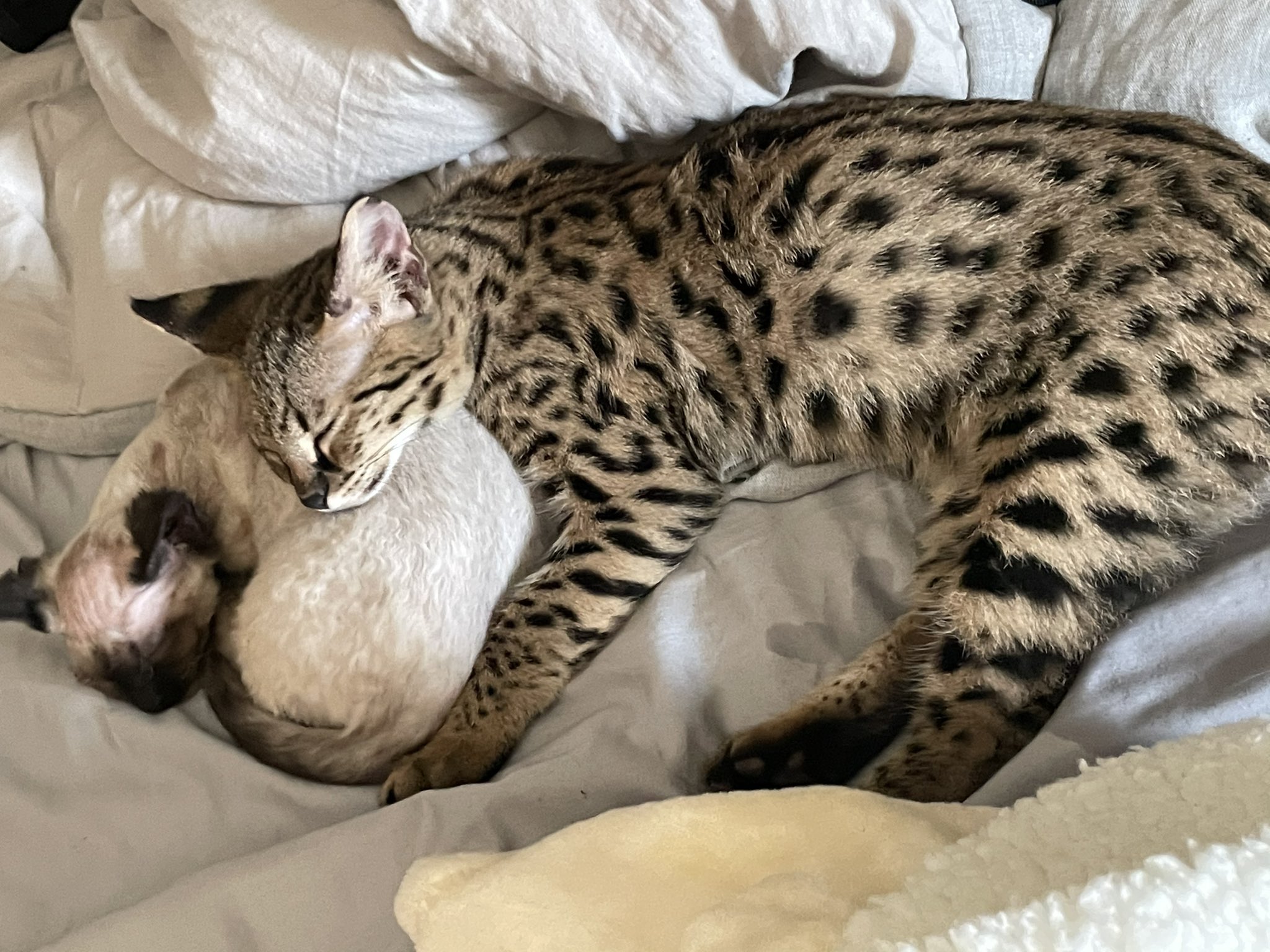 Babou The Ocelot Wallpaper