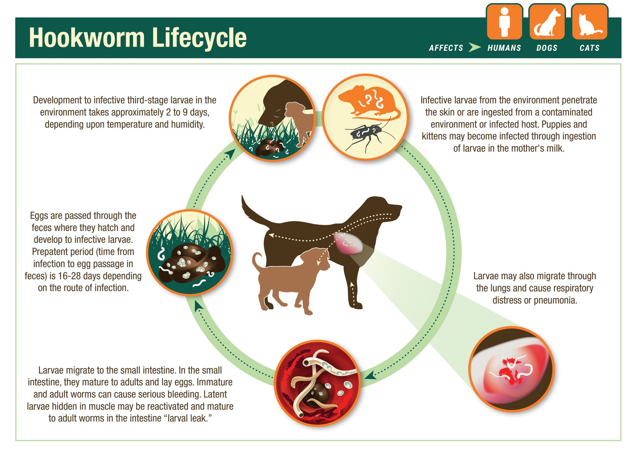 What Is The Life Cycle Of Roundworms In Dogs