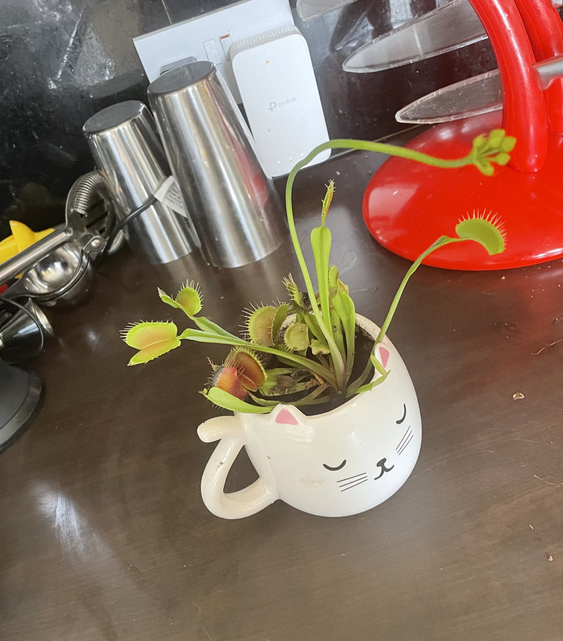 Lisa Rosewood on Twitter: "Plant friends! This is literally the first plant I’ve ever owned (yes ...