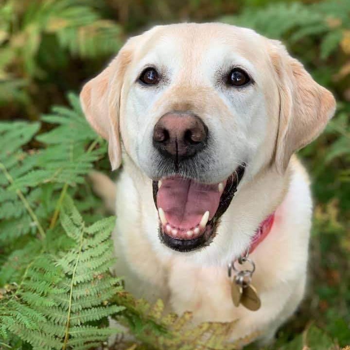 Why Are Guide Dogs Yellow Labs