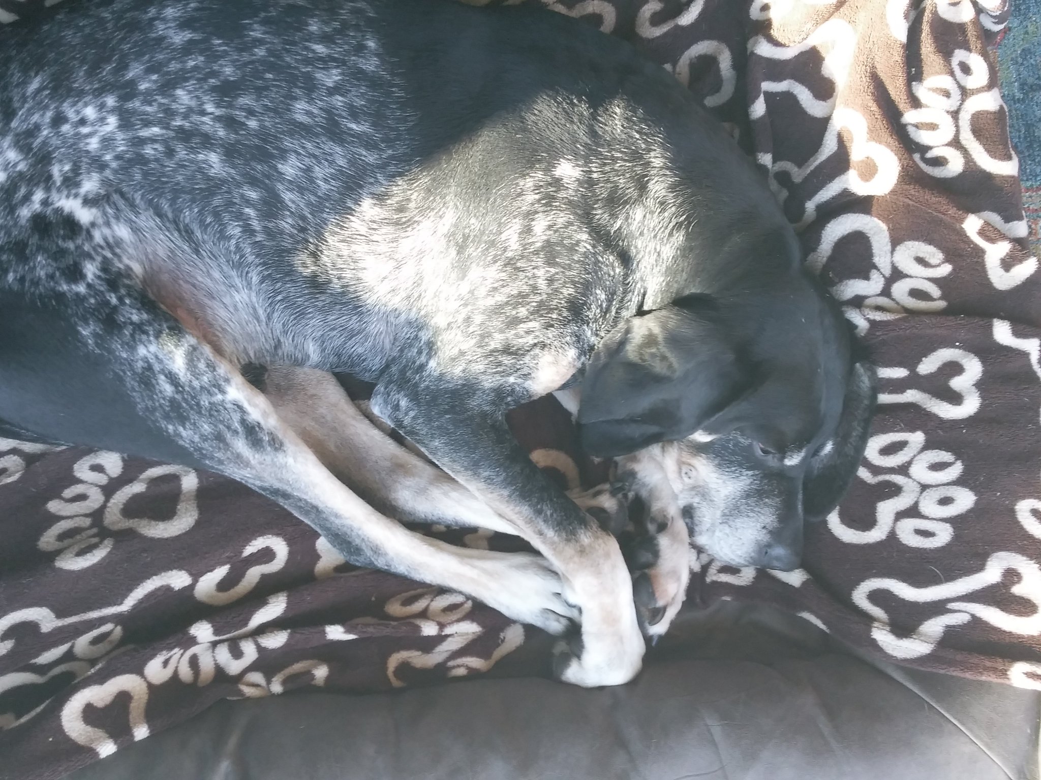 Jay Whitcomb on Twitter: "@juniper_bears https://t.co/3nnoNeJrZ5" / Twitter