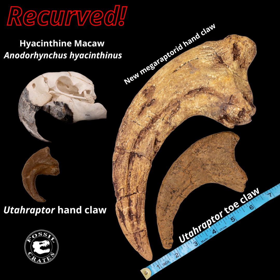 Utahraptor Claw