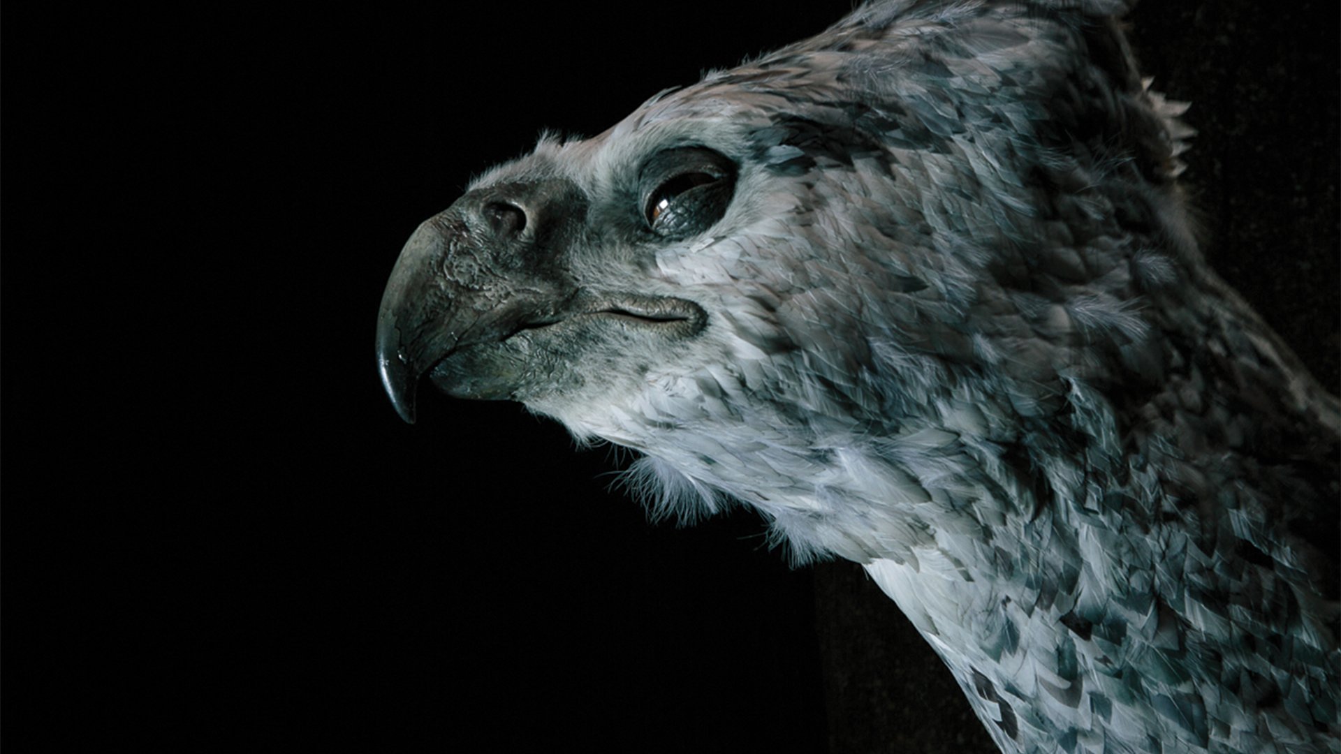 Harry Potter And The Prisoner Of Azkaban Buckbeak