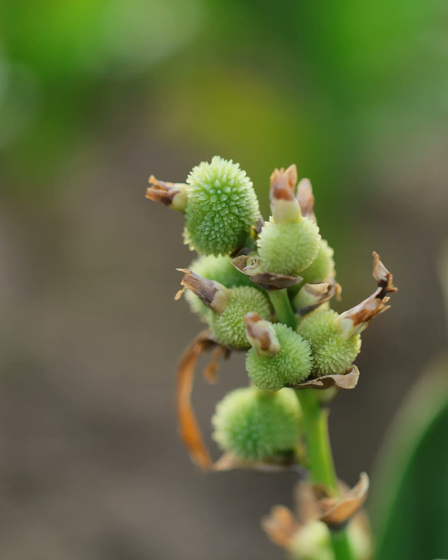 Lily Seed Pods