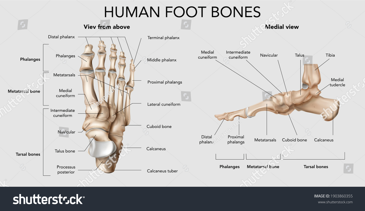Right Foot Bones Anatomy