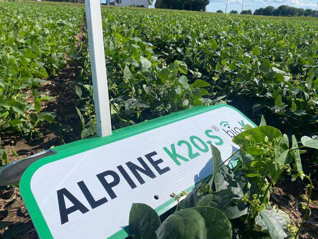 ALPINE on Twitter: "These legumes are loving ALPINE K20-S! Click the link for more info! # ...