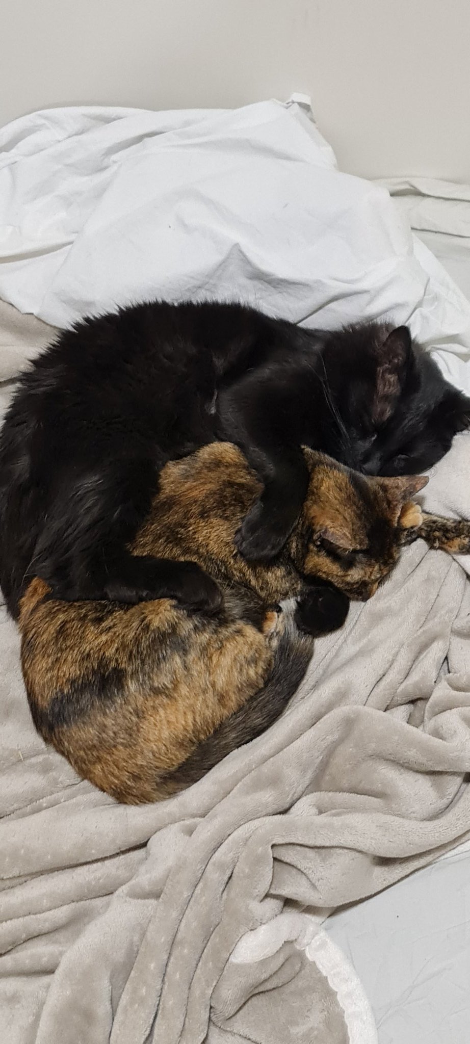 Rafael Knittel on Twitter: "Eu e ela https://t.co/EszuGRkrfw" / Twitter