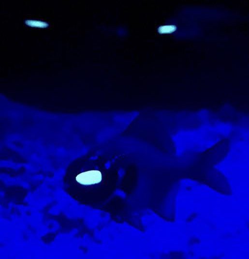 Flashlight Fish In The Dark
