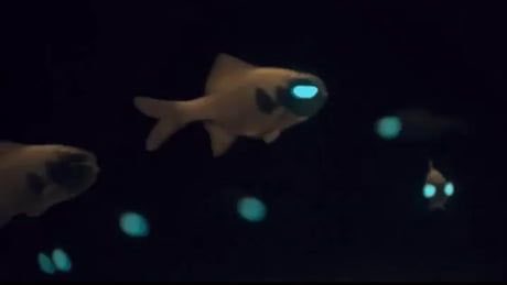 Flashlight Fish In The Dark