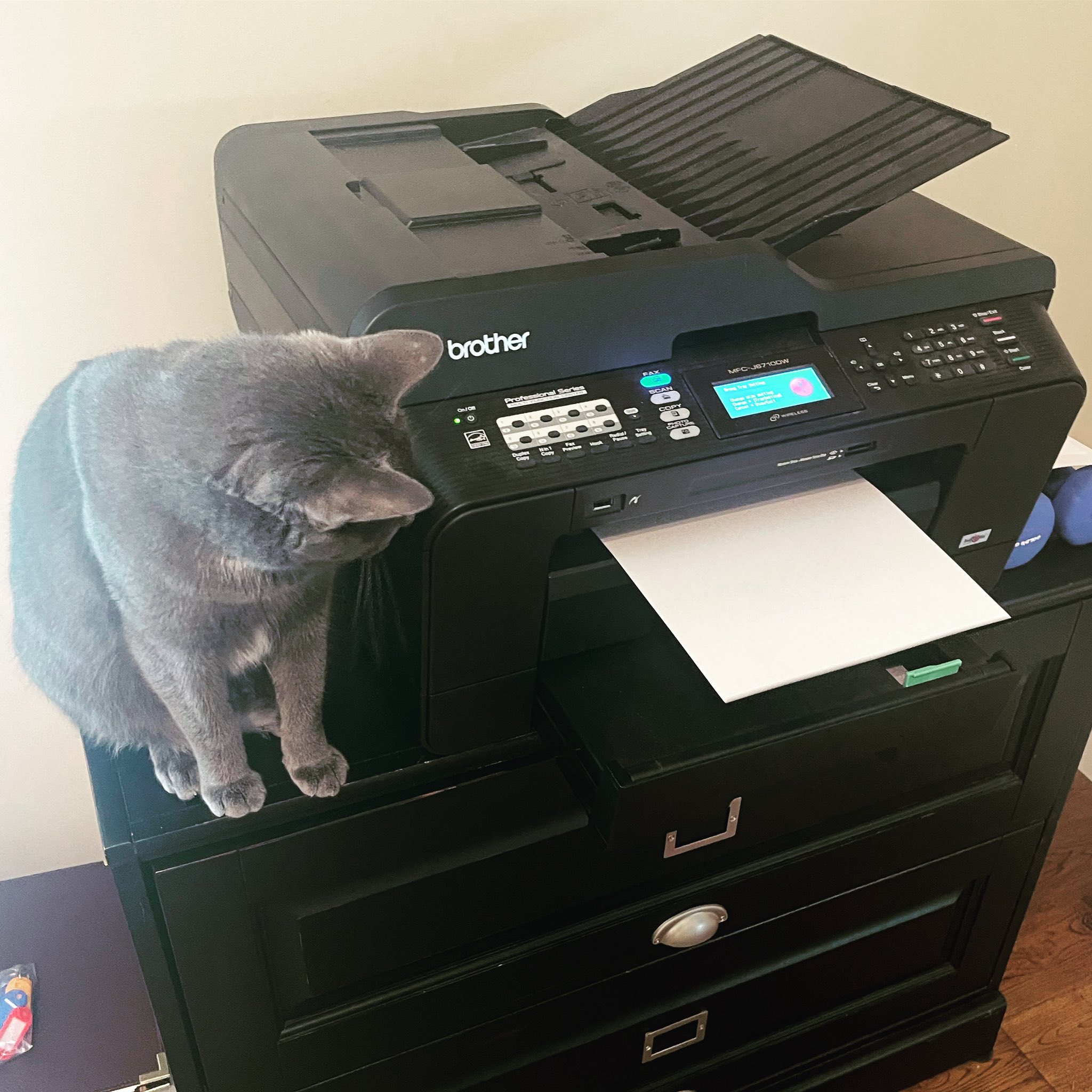 Copy Machine Cat