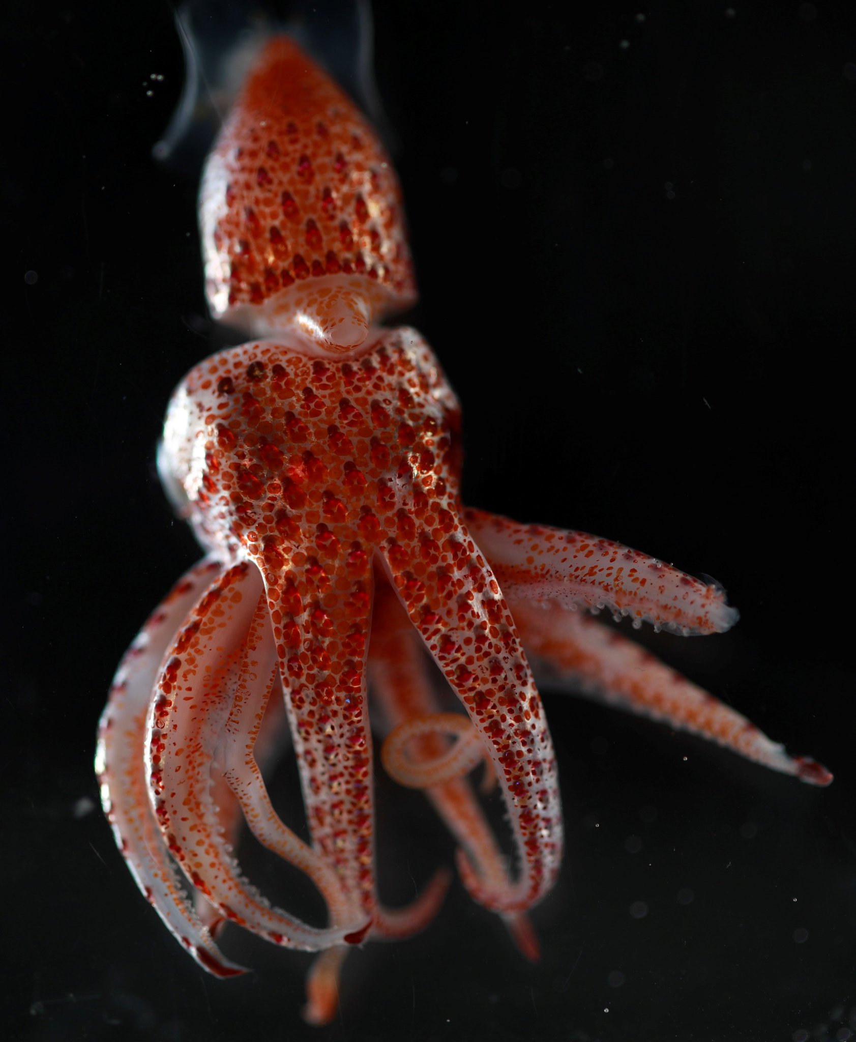 Jewel Squid The Cephalopoda