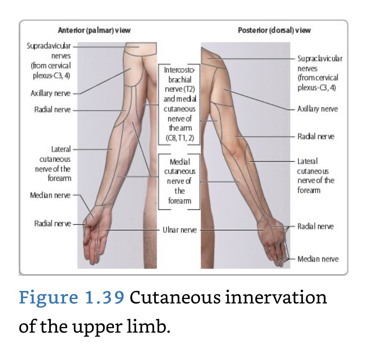 Brachial Region