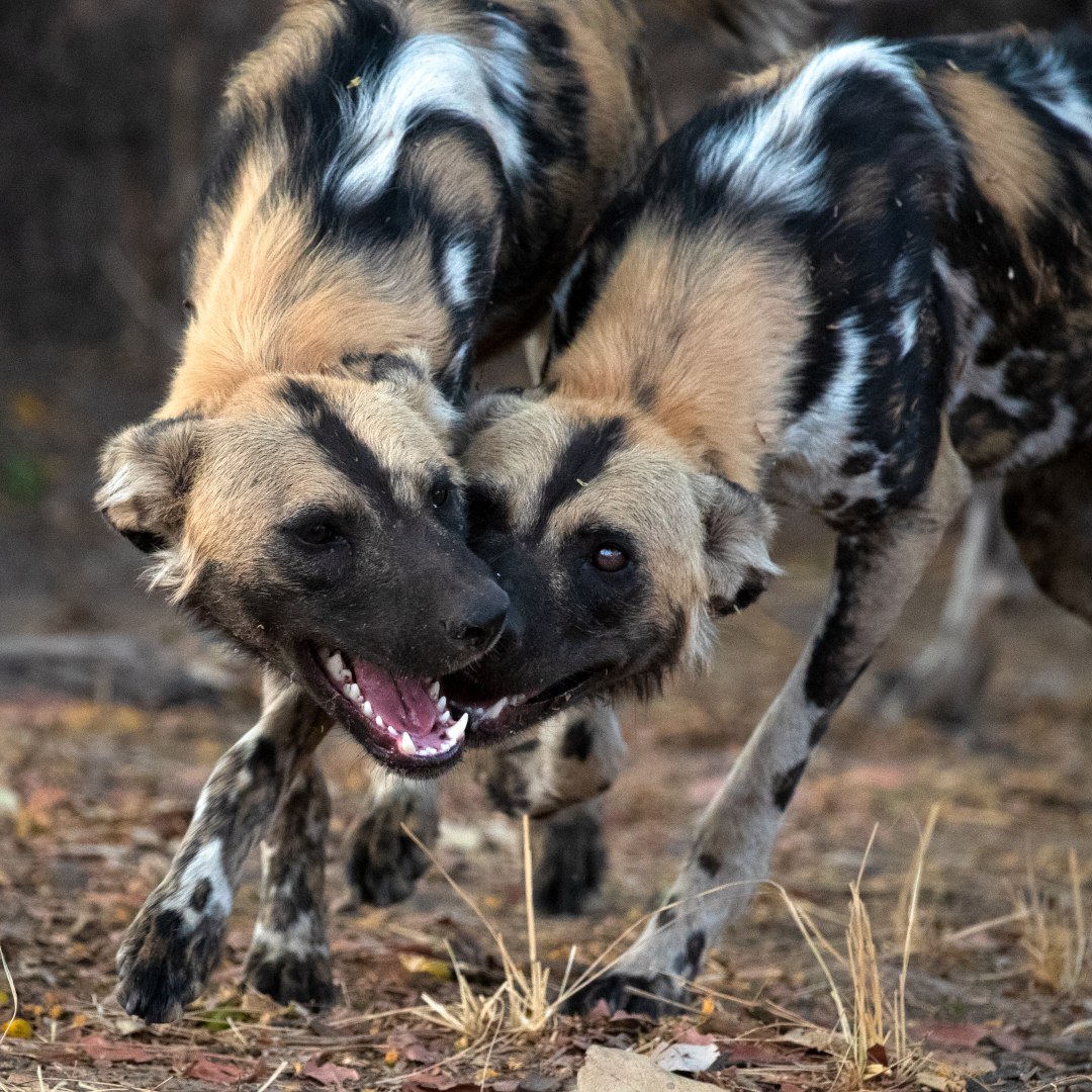 What Is The Largest Wild Dog