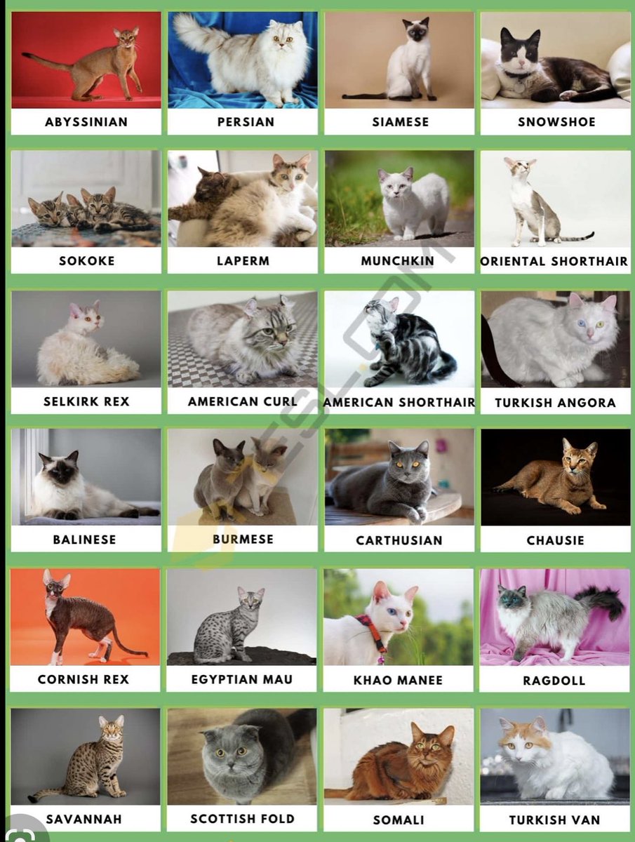 Lilies Home En Twitter: "List All These Cat Breeds Names Add A Few ...