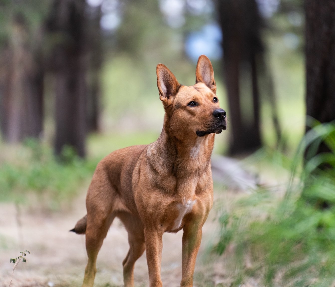 What Breed Is Dog From Coco