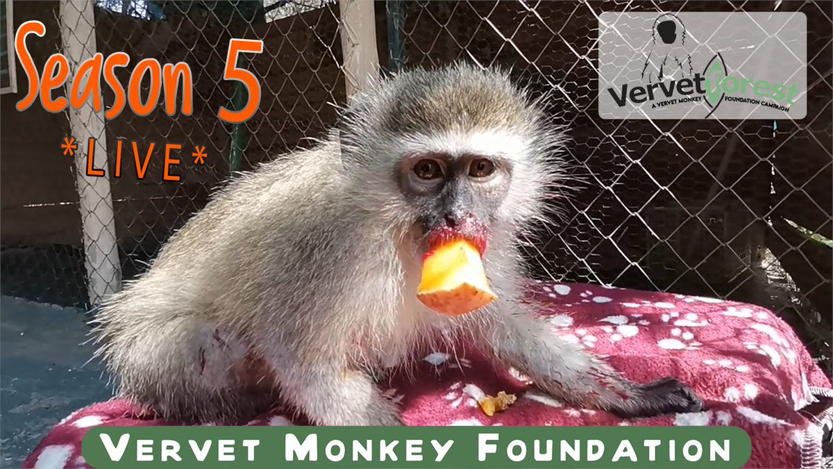 Malbrouck Monkey Chlorocebus cynosuros
