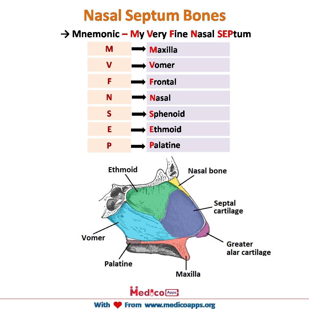 Nasal Septum Bones