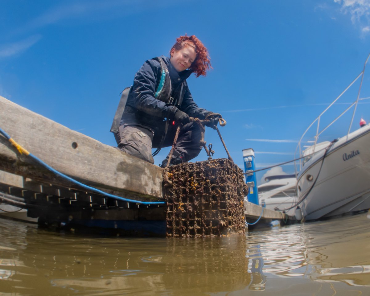 News – Wild Oysters project