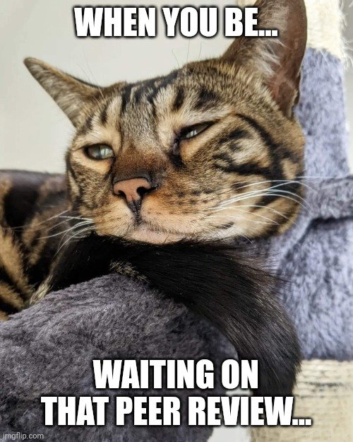 Waiting Cat Meme