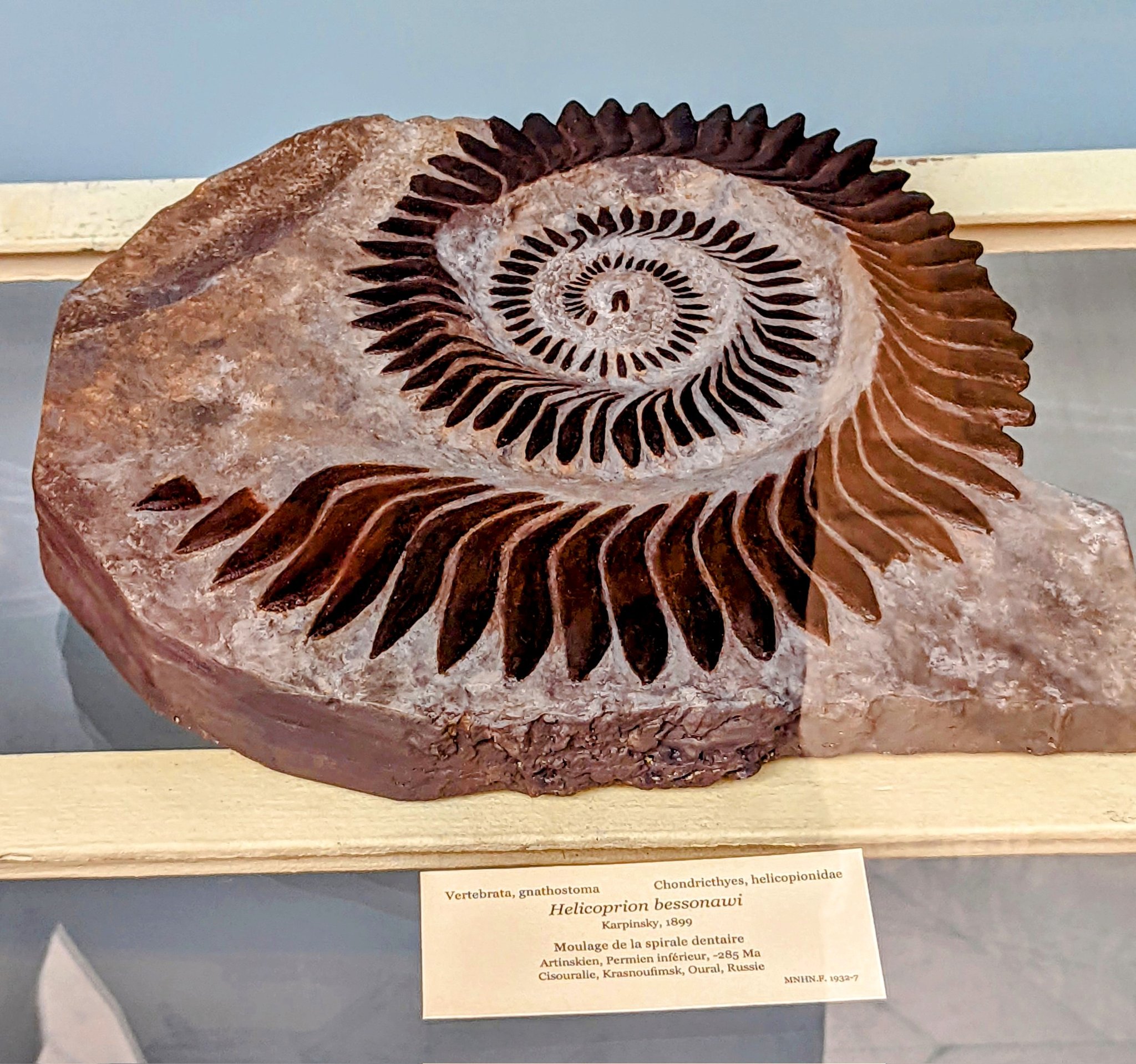 Helicoprion Shark Fossil
