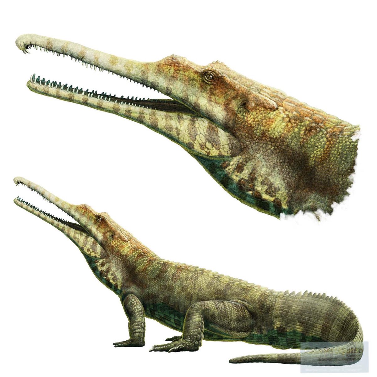 Mostruose creature simili a coccodrilli di oltre 200 milioni di anni ...