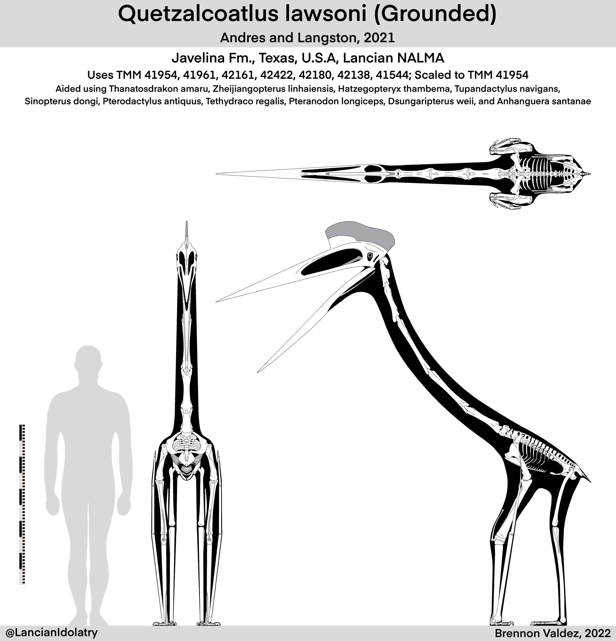 Quetzalcoatlus Skull