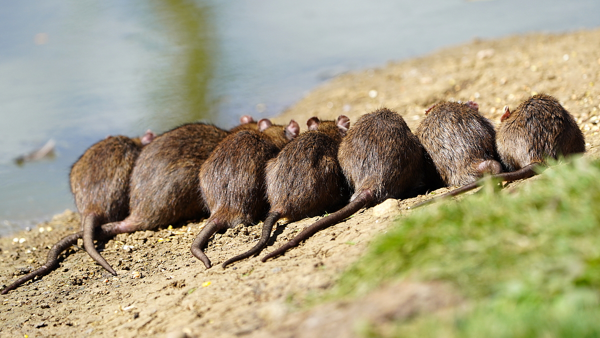 Talk about Rat arsed. Phil @sheppeywildlife