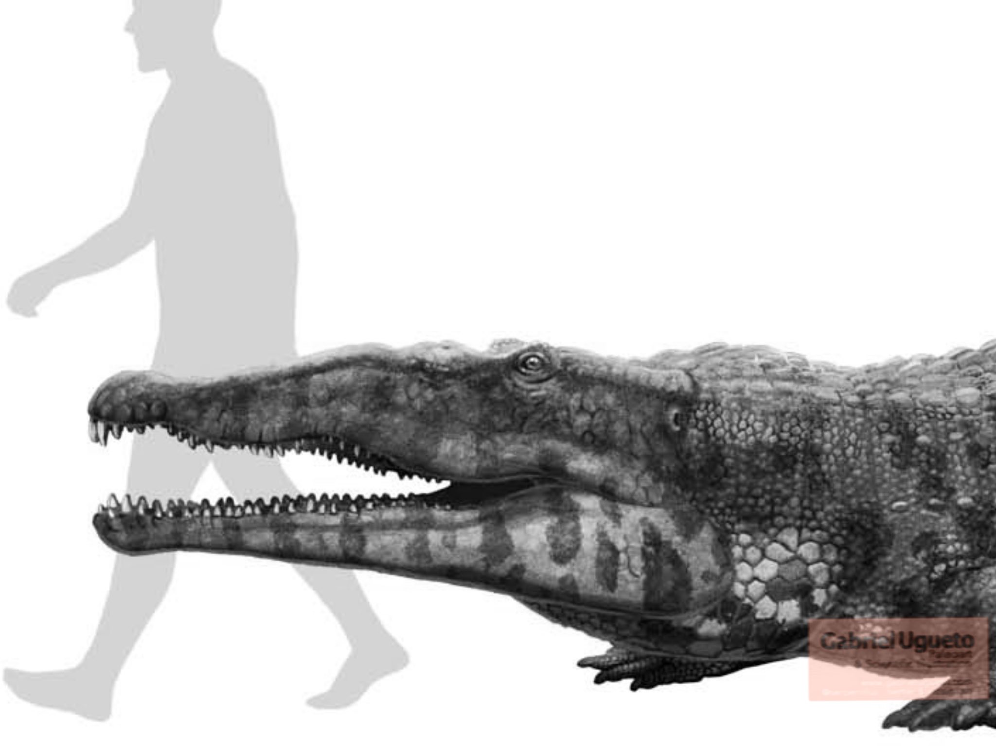 Phytosaur