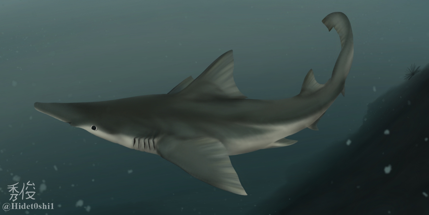 Daggernose Shark