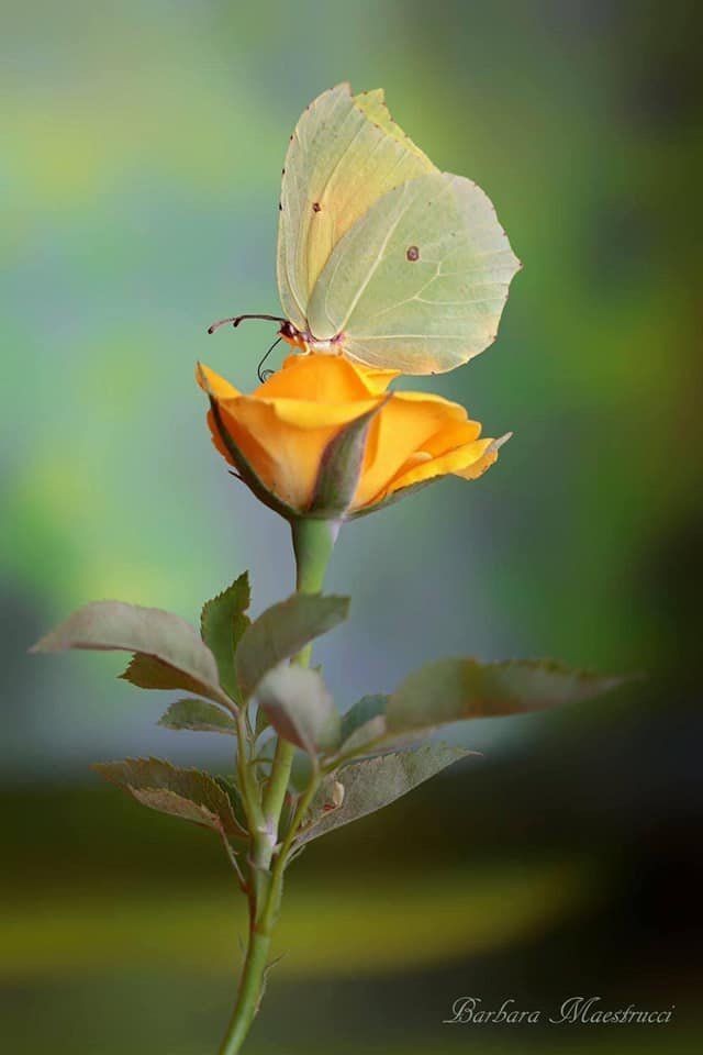 Yellow Rose With Butterfly