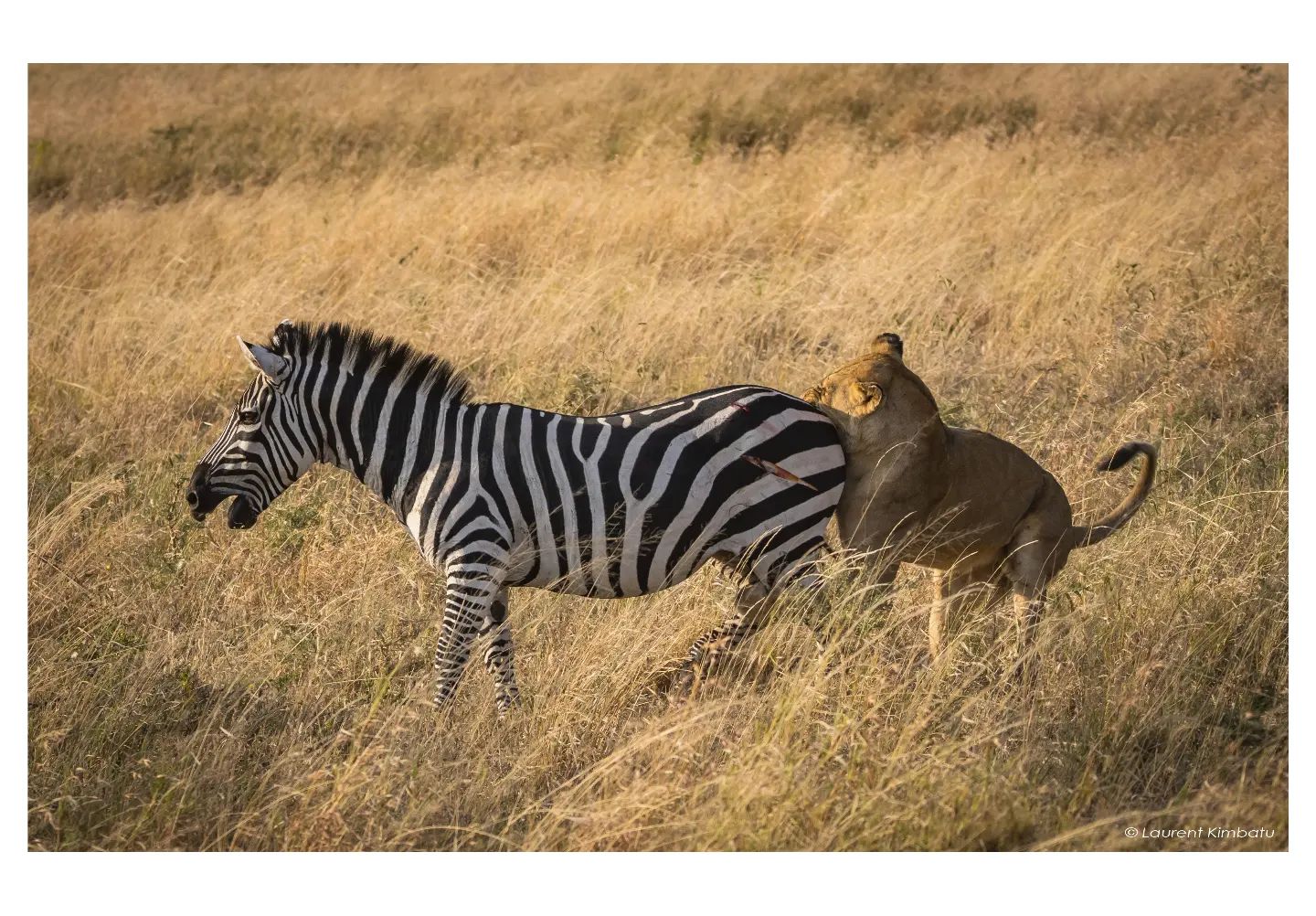 Lion Fight Zebra